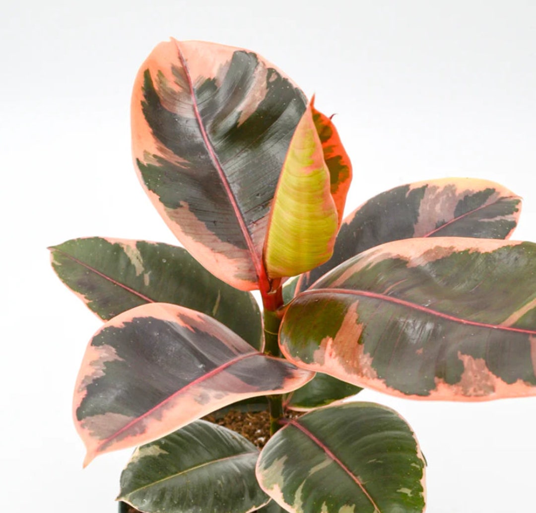 Strawberry Variegated Rubber Tree Ficus Elastica Variegated 'tineke ...