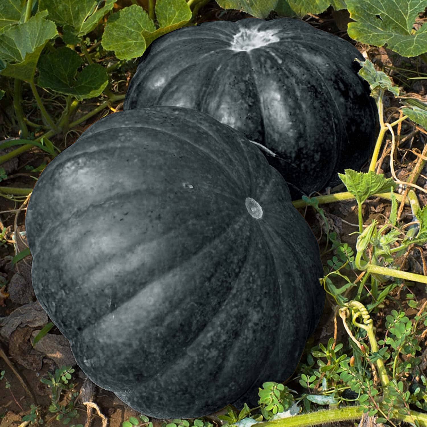 Mini Black Kat Pumpkin Seeds Gourd Non GMO Heirloom Vegetable for ...