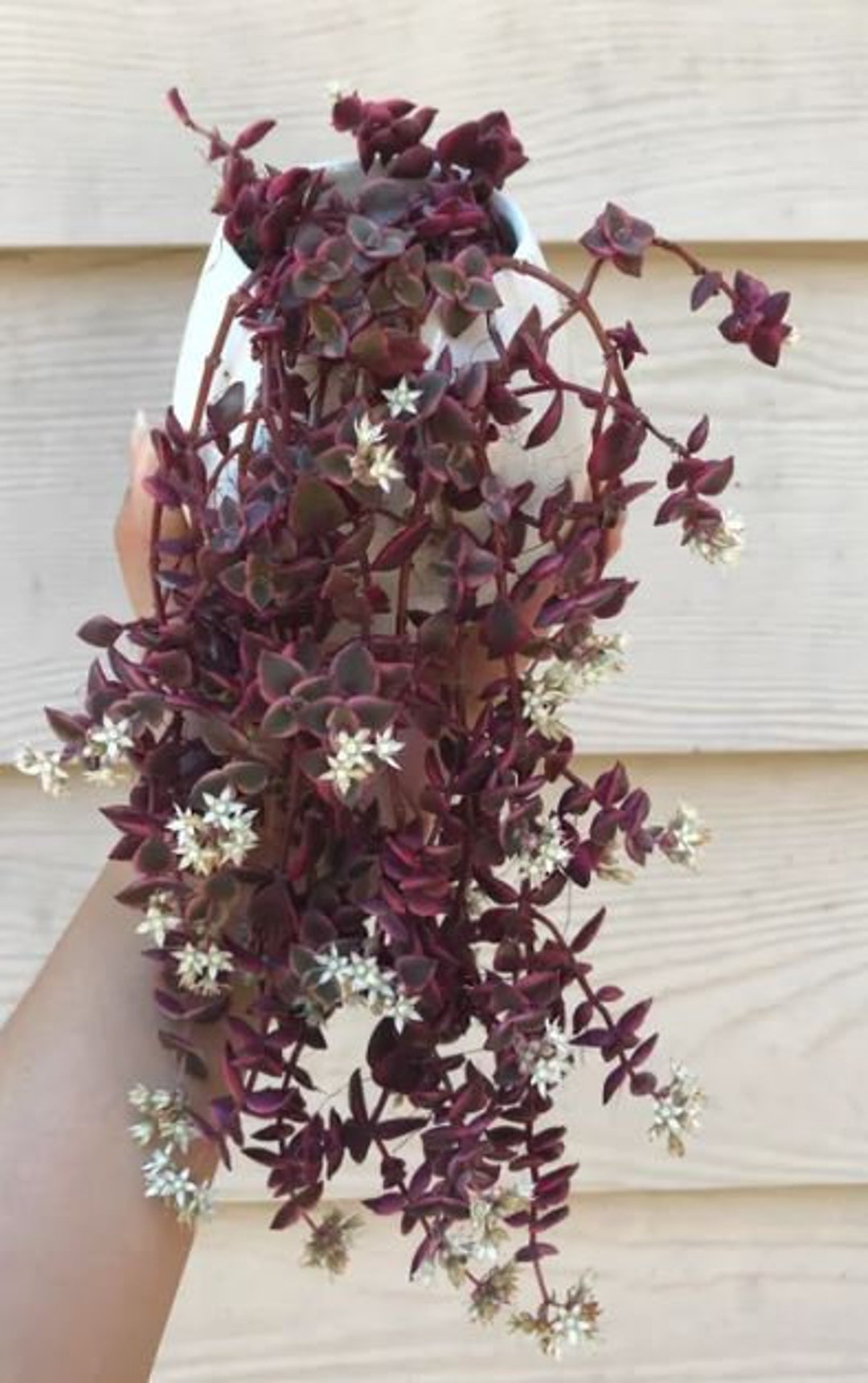 Purple Calico Kitten Houseplants Live Plant in Pot Indoor Small Starter ...