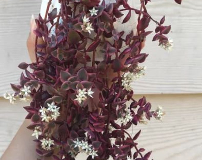Purple Calico Kitten Houseplants Live Plant in Pot Indoor Small Starter ...