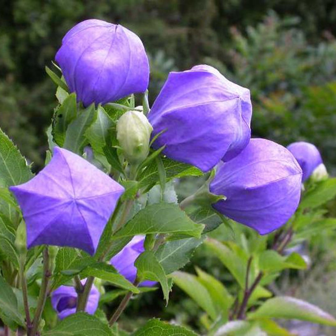 Balloon Flower Astra Blue Perennial Plants Zones 3-8 Vigorous ...