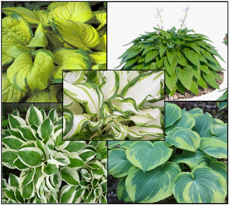 SPRING SALE - 5 Mixed Hosta Live Plants Perennial Mature Root Bulb ...
