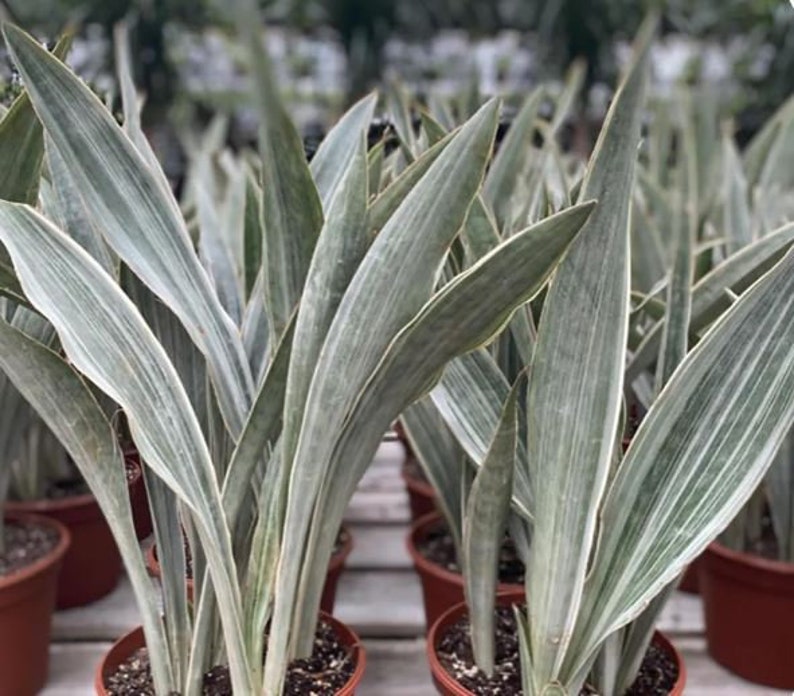 Silver Snake Plant metallica Sansevieria Sayuri - Etsy