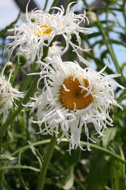 CRAZY DAISY Live Plant White Color Flowers Perennial Zone 4-9 - Etsy
