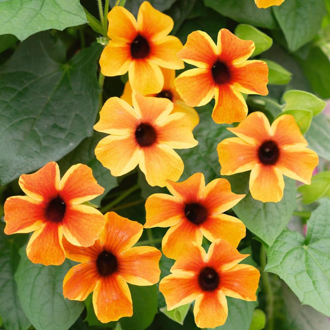 SPRING SALE - Amber Stripes Black Eyed Susan Vine Live Plants Flowers ...