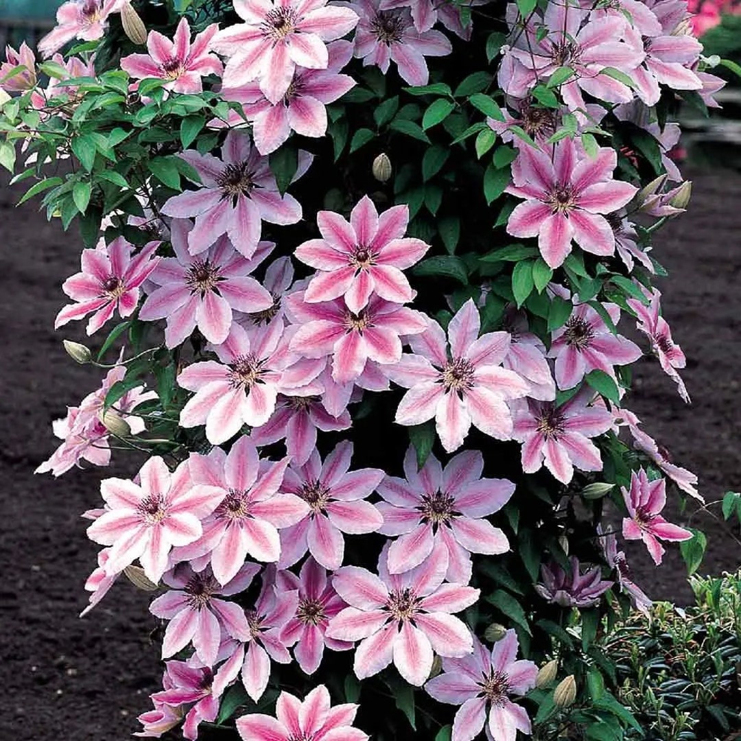 SUPER SALE Clematis Nelly Moser Multi-color Vine Live Plants Flowers ...