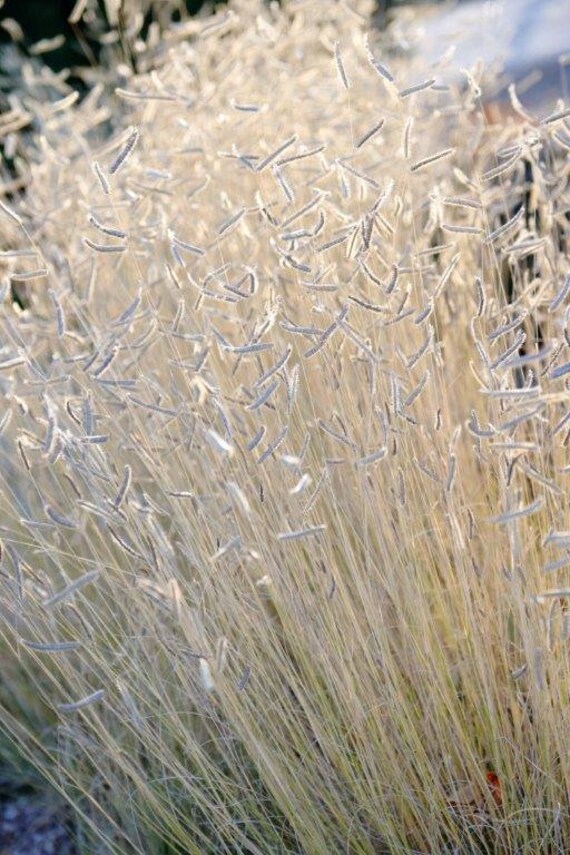 Blue Grama Grass Drawing