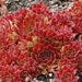 Royal Ruby Hen and Chicks - Sempervivum - Etsy