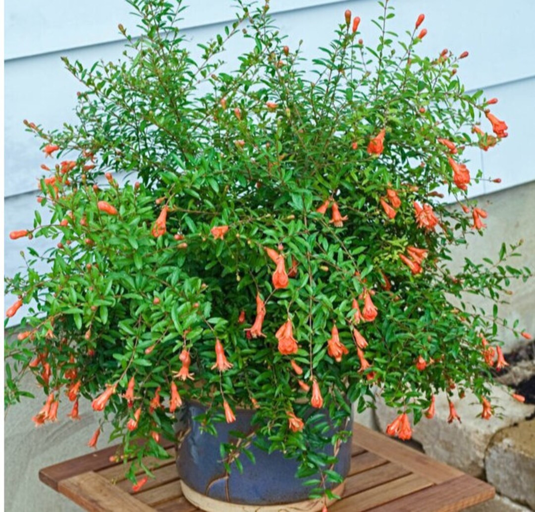 Dwarf Pomegranate Tree - Etsy