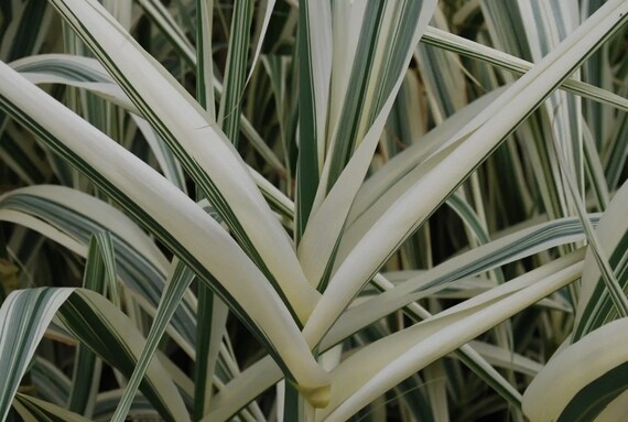 Arundo Donax Peppermint Stick