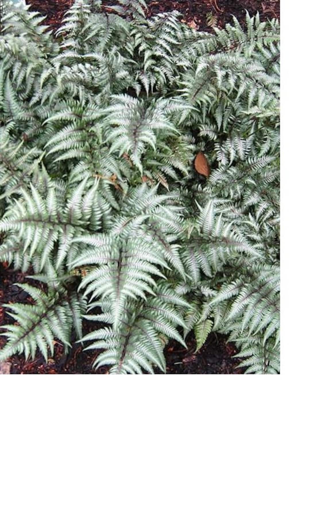 Silver Metallic Fern Plant Live in Pot Perfect Gift House Plant Ppp Low ...