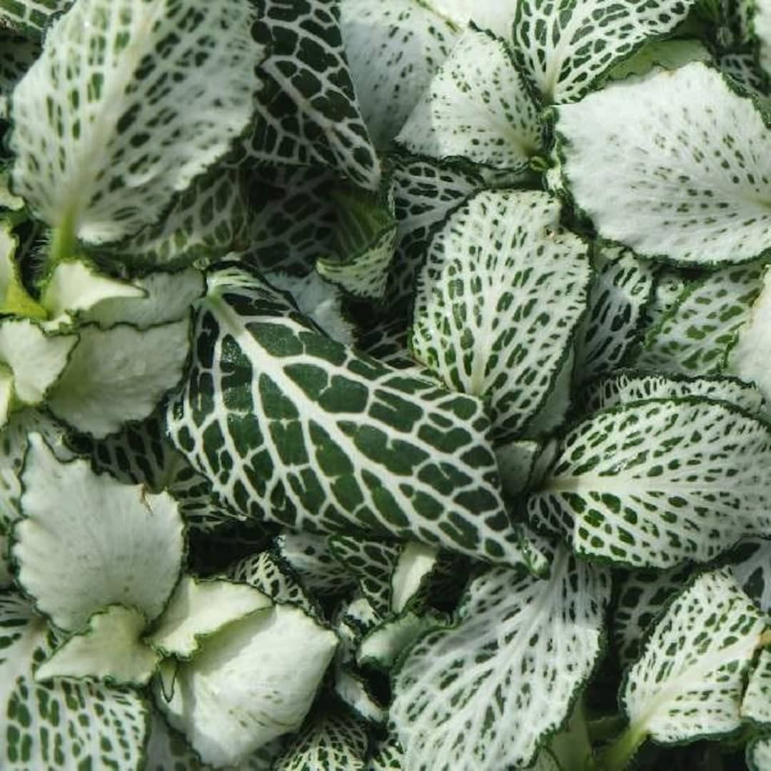 Purple Snow Anne Fittonia Plant Live in Pot Perfect Gift House Plant ...