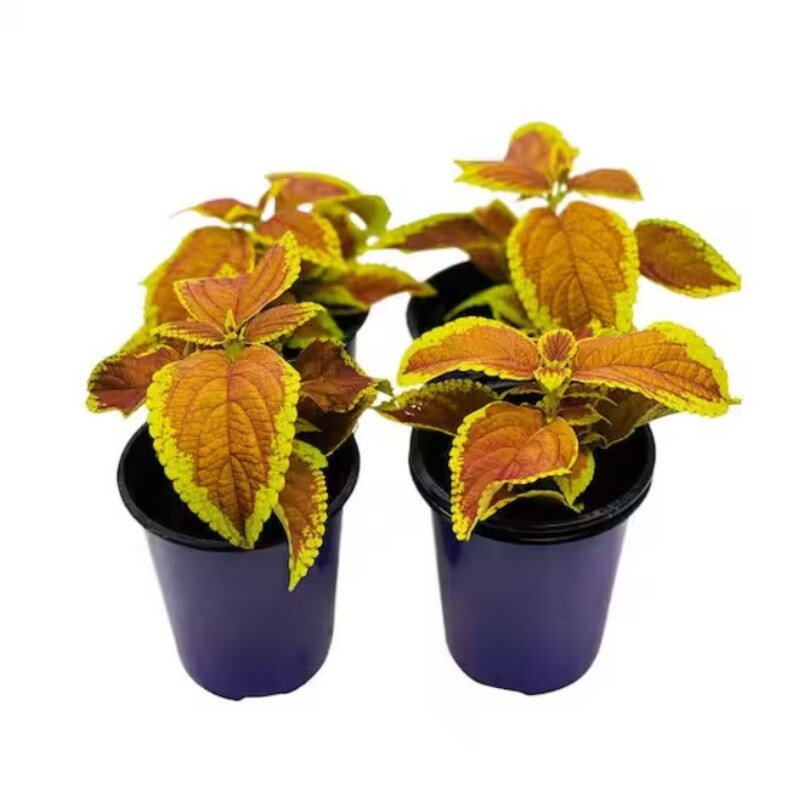 Coleus Seeds - Etsy