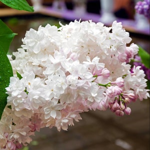 Blushing Lilac Cuttings 'krasavitsa Moskvy' Live Plant Cutting No Roots ...