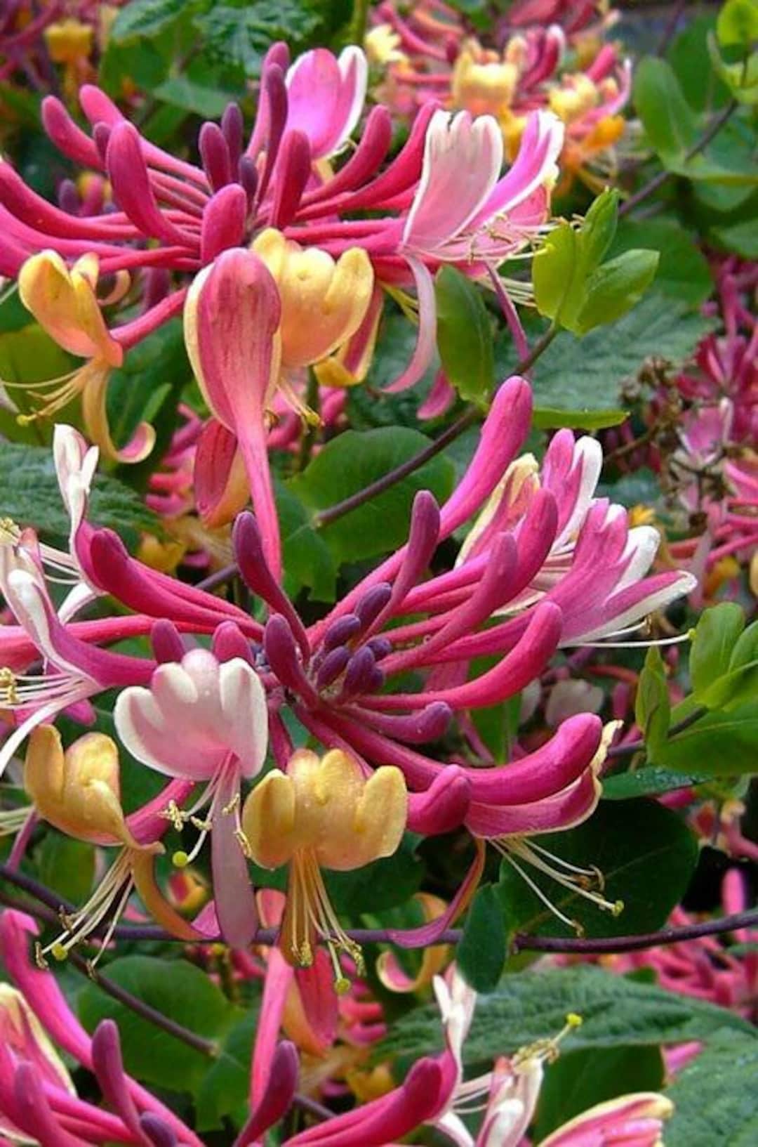 SPRING SALE - Serotina Honeysuckle Multi-color Trumpet Vine Flower Live ...