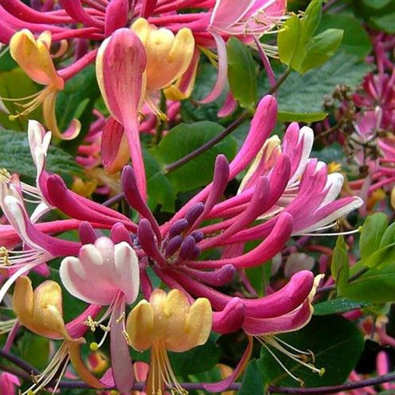 Angel Vine Plant - Etsy