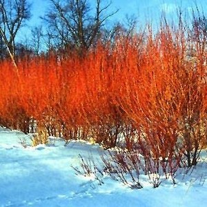 SPRING SALE - Orange Flame Willow LIVE Plant Shade Salix Bush Tree ...