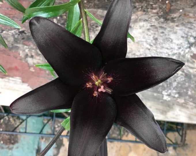 Landini Asiatic Lily Live Plant Potted Bulbs Perennial Flowers Live ...