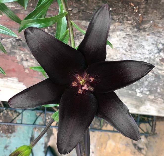 Landini Asiatic Lily Live Plant Potted Bulbs Perennial Flowers | Etsy