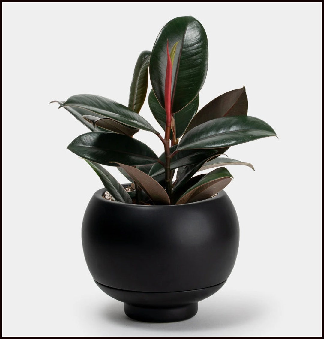 Black Rubber Tree Ficus Elastica Burgundy Fast Growing Trees - House ...