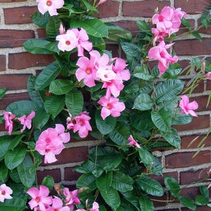SUPER SALE - 3 Pack Pink Alice Dupont Mandevilla Trumpet Vine Flower ...