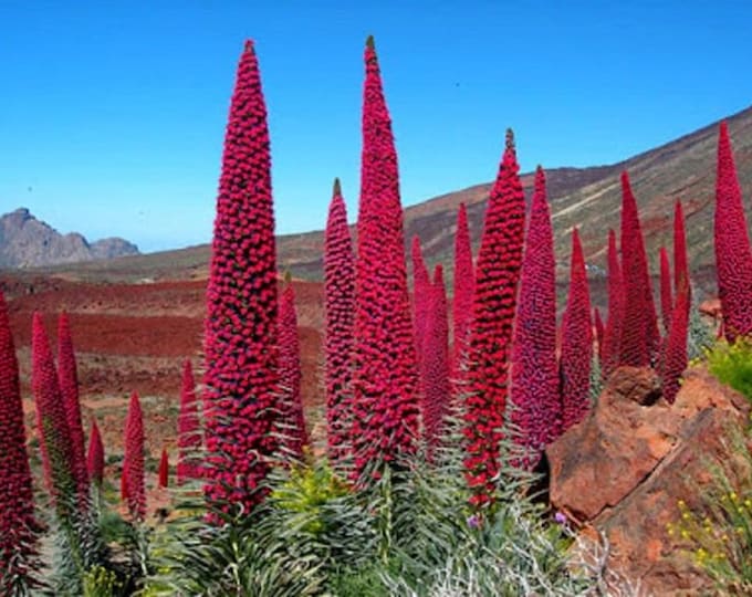 Tower of Jewel Seeds, Echium Pininana, Pink-red EC8210 - Etsy