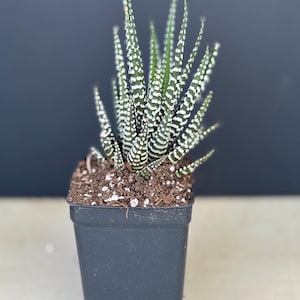 Rare House Plants Super Zebra Succulent Plant Gift for Her Him Rare ...