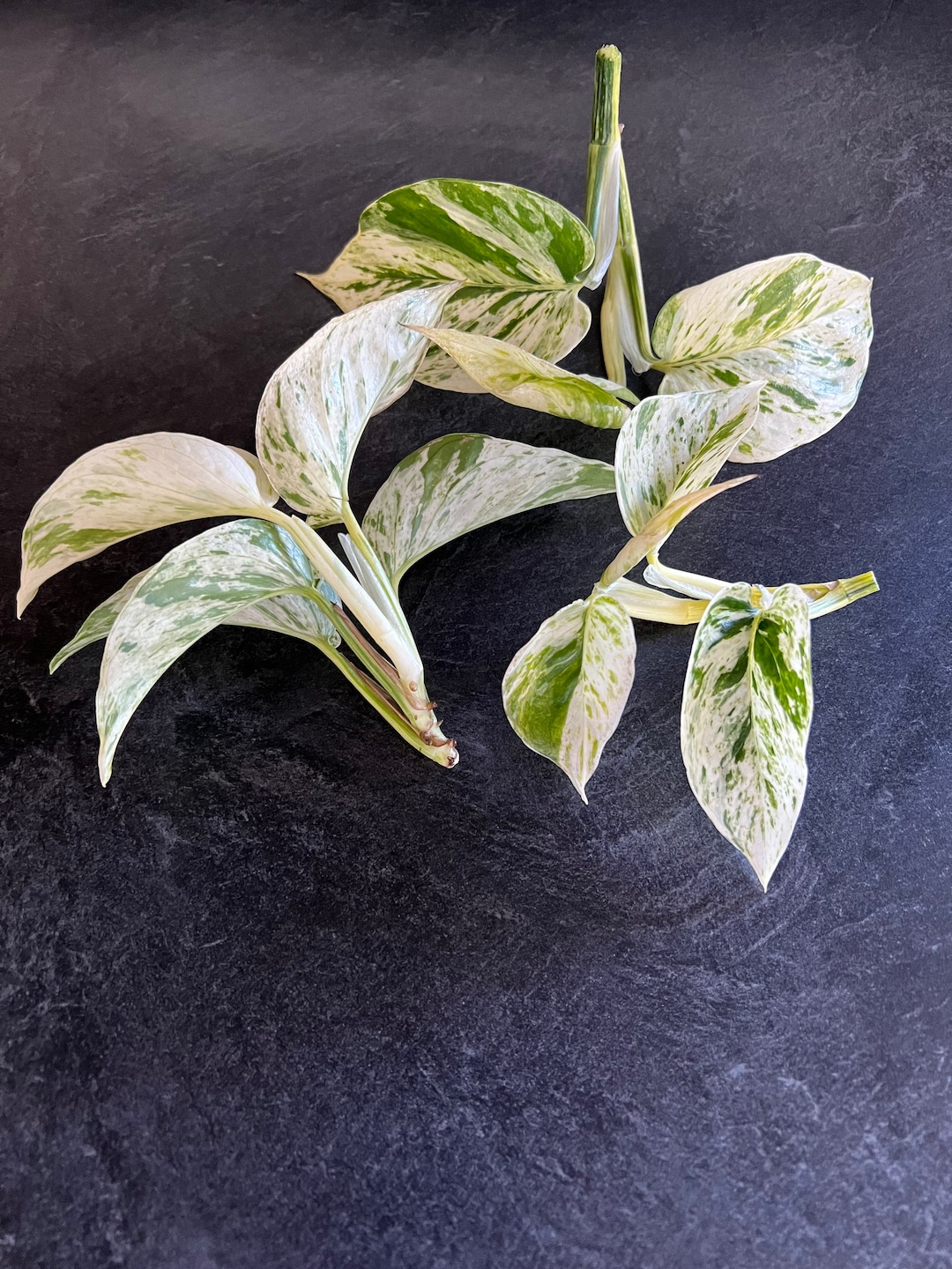 Marble Queen Pothos Plant Cuttings Variegated Plant RARE House Plants ...
