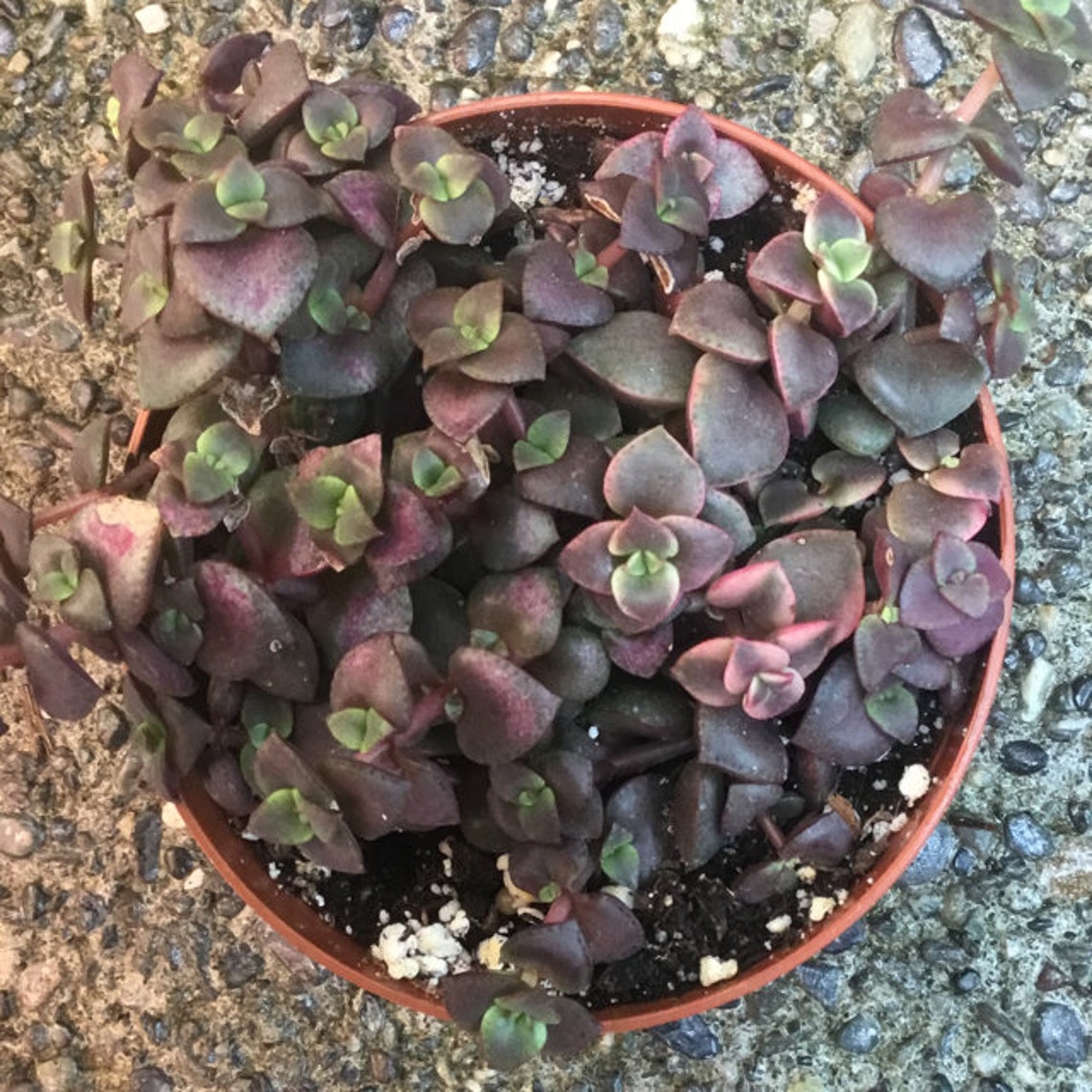 Purple Calico Kitten Houseplants Live Plant in Pot Indoor - Etsy