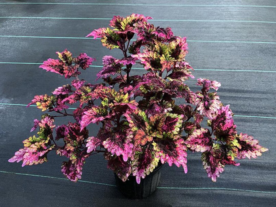 LOW STOCK SALE - Florida Sun Rose Coleus Houseplants Live in Pot Indoor ...