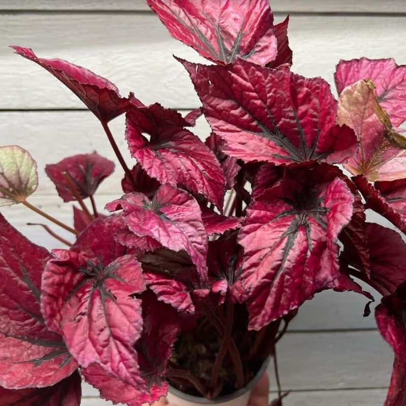 Ruby Begonia - Etsy