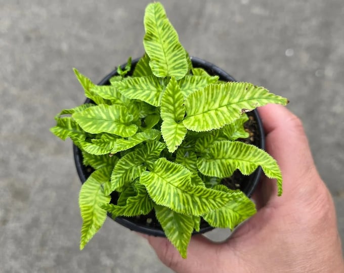 Golden Bamboo Fern Variegated Houseplants Live Plant in Pot Indoor ...
