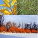 Flame Willow Tree Cutting Live Plant Cuttings No Roots USA Seller RARE ...