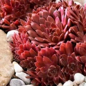 Royal Ruby Hen and Chicks - Sempervivum - Etsy