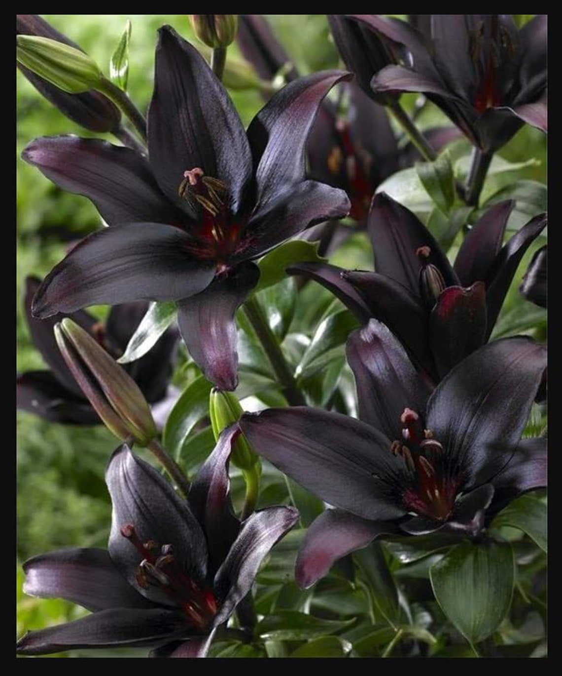 Landini Asiatic Lily Live Plant Potted Bulbs Perennial Flowers | Etsy