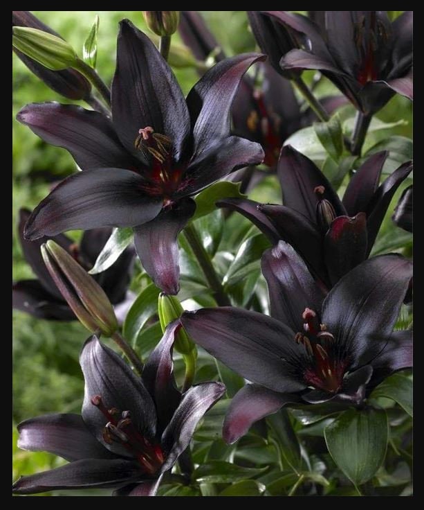 Landini Asiatic Lily Live Plant Potted Bulbs Perennial Flowers | Etsy