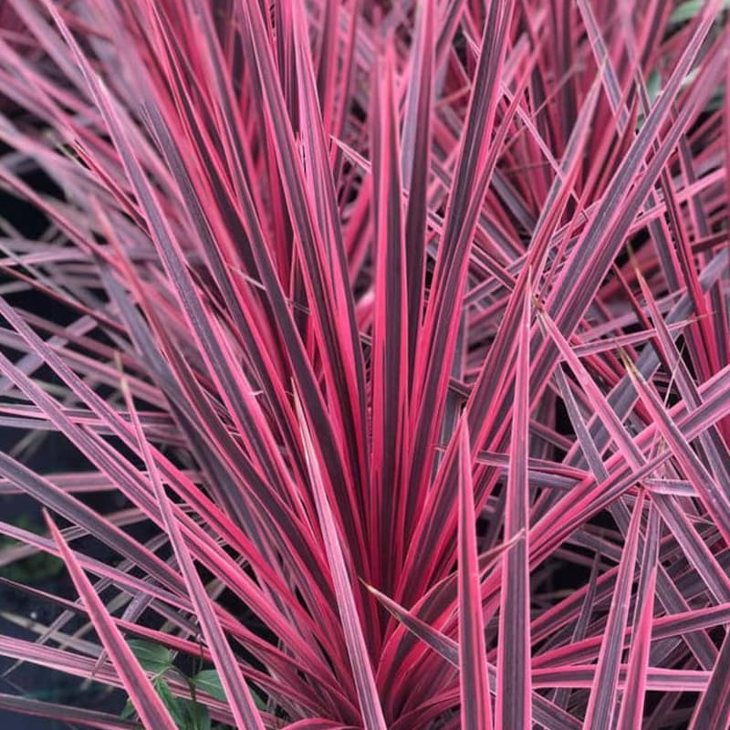 Cordyline - Etsy