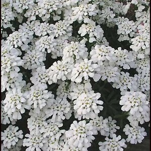 Snow Cone Flowers Plants Live Plant Flowers Grows to 6-8 Feet Tall ...