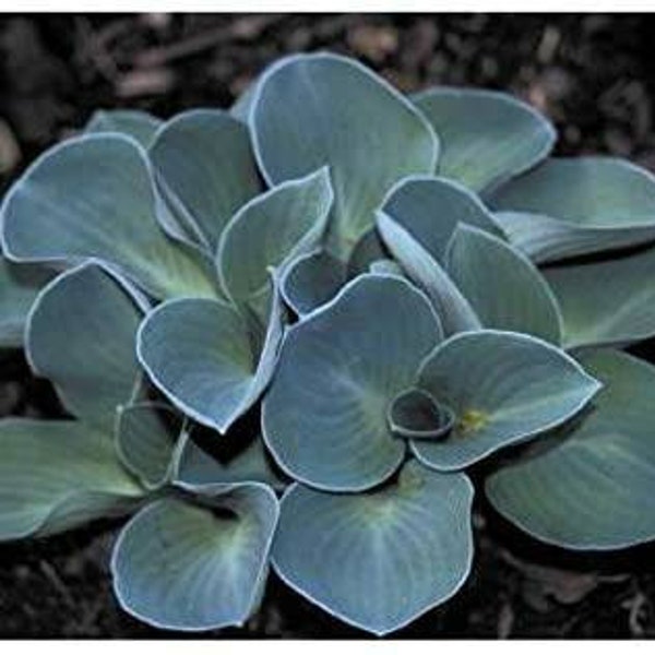 Rare Hosta Plants - Etsy
