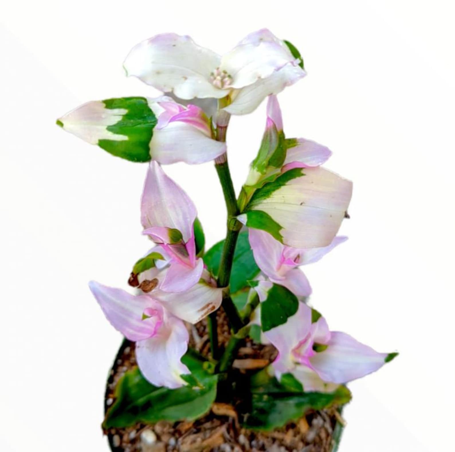 Blushing Bride Tradescantia Houseplants Live Plant in Pot - Etsy