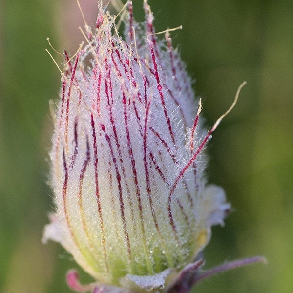Prairie Smoke Flower - Etsy