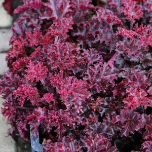 Melting Fire Coral Bells Heuchera With Flowers Perennial Live Plant ...