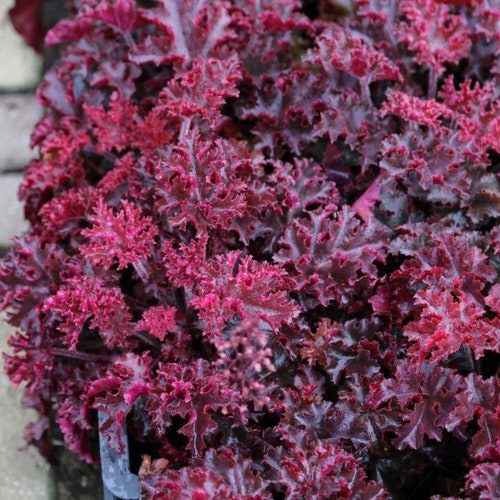 Melting Fire Coral Bells Heuchera With Flowers Perennial Live - Etsy