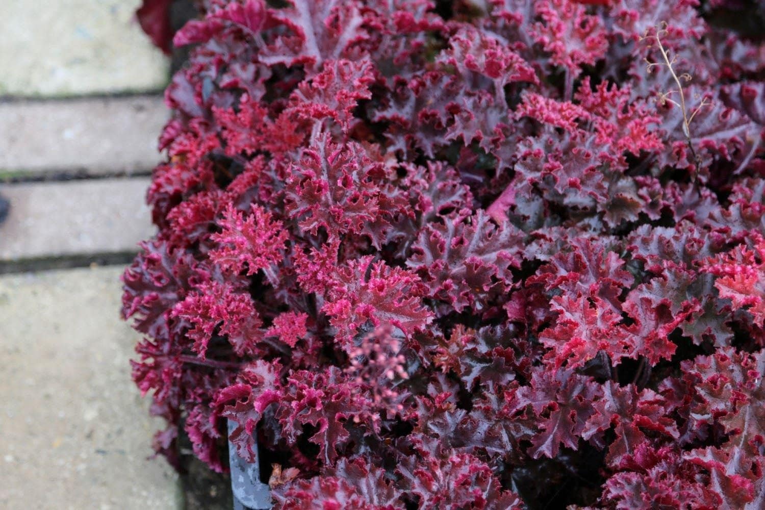 Melting Fire Coral Bells Heuchera With Flowers Perennial Live Plant ...