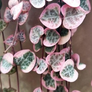SPECIAL SALE - Rare Pink Variegated String of Hearts Plant Live in Pot ...