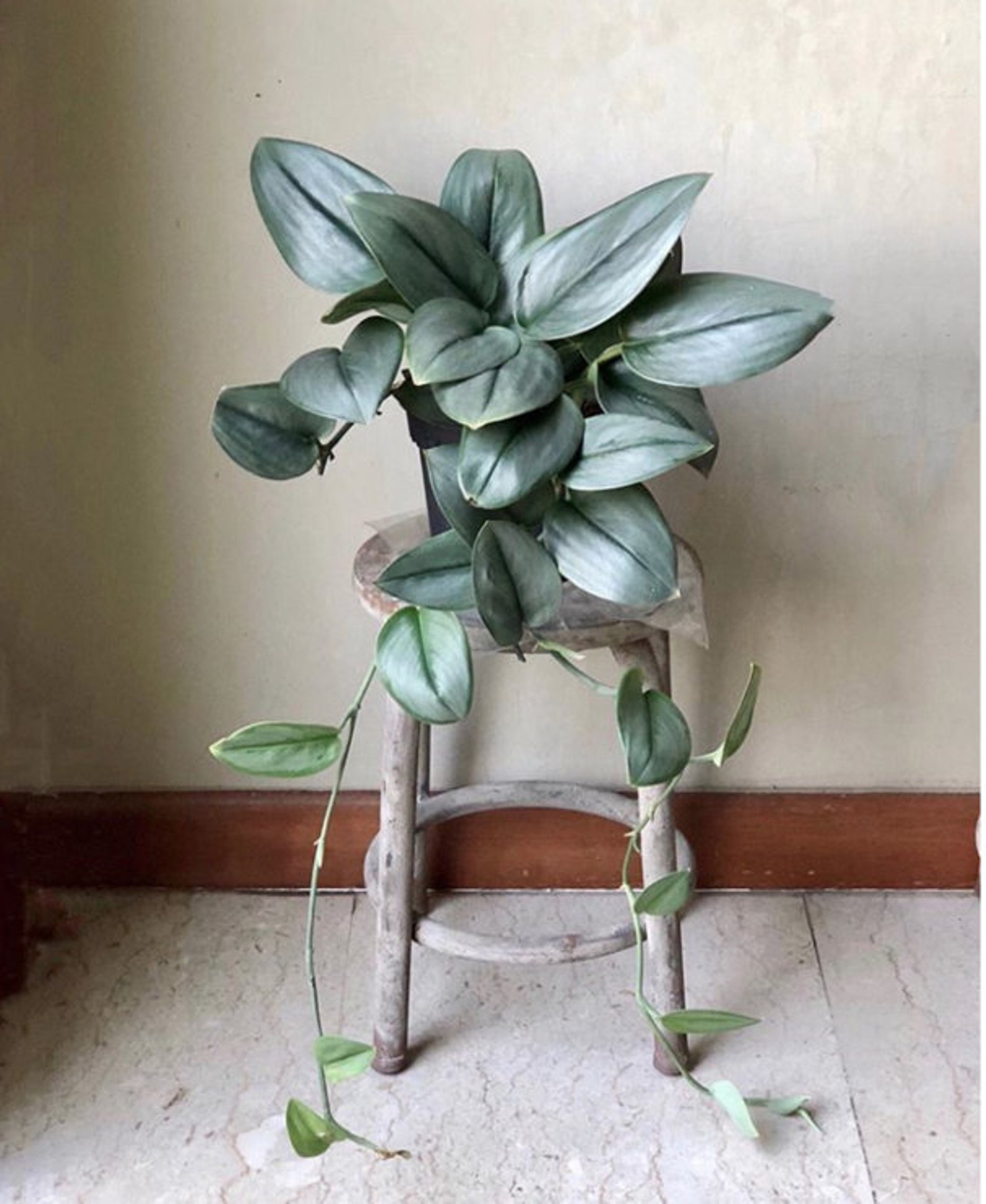 Sterling Silver Pothos Houseplants Live Plant in Pot Indoor Small ...