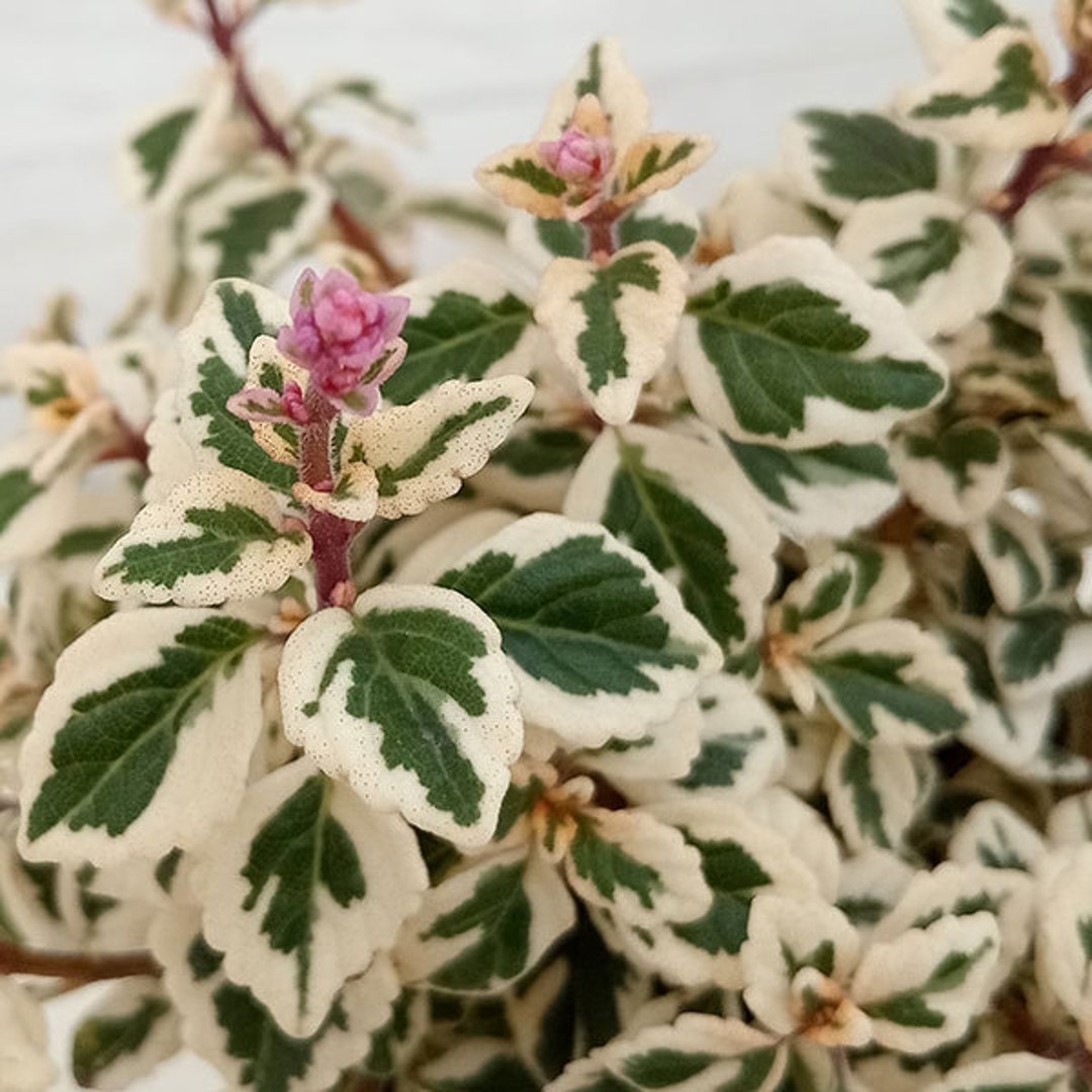 Candy Kisses Variegated Wild Sage Hemzinga Live Plants Perennial or ...