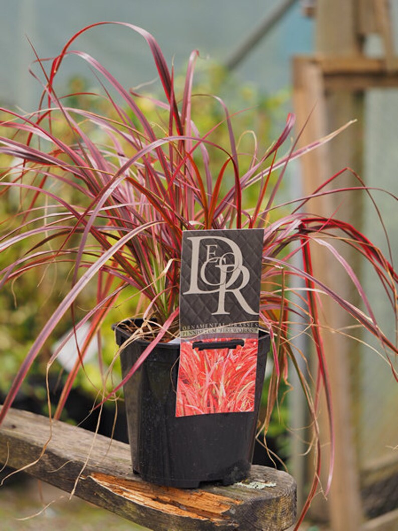 FIREWORKS Grass Pennisetum Setaceum Rubrum Perennial - Etsy