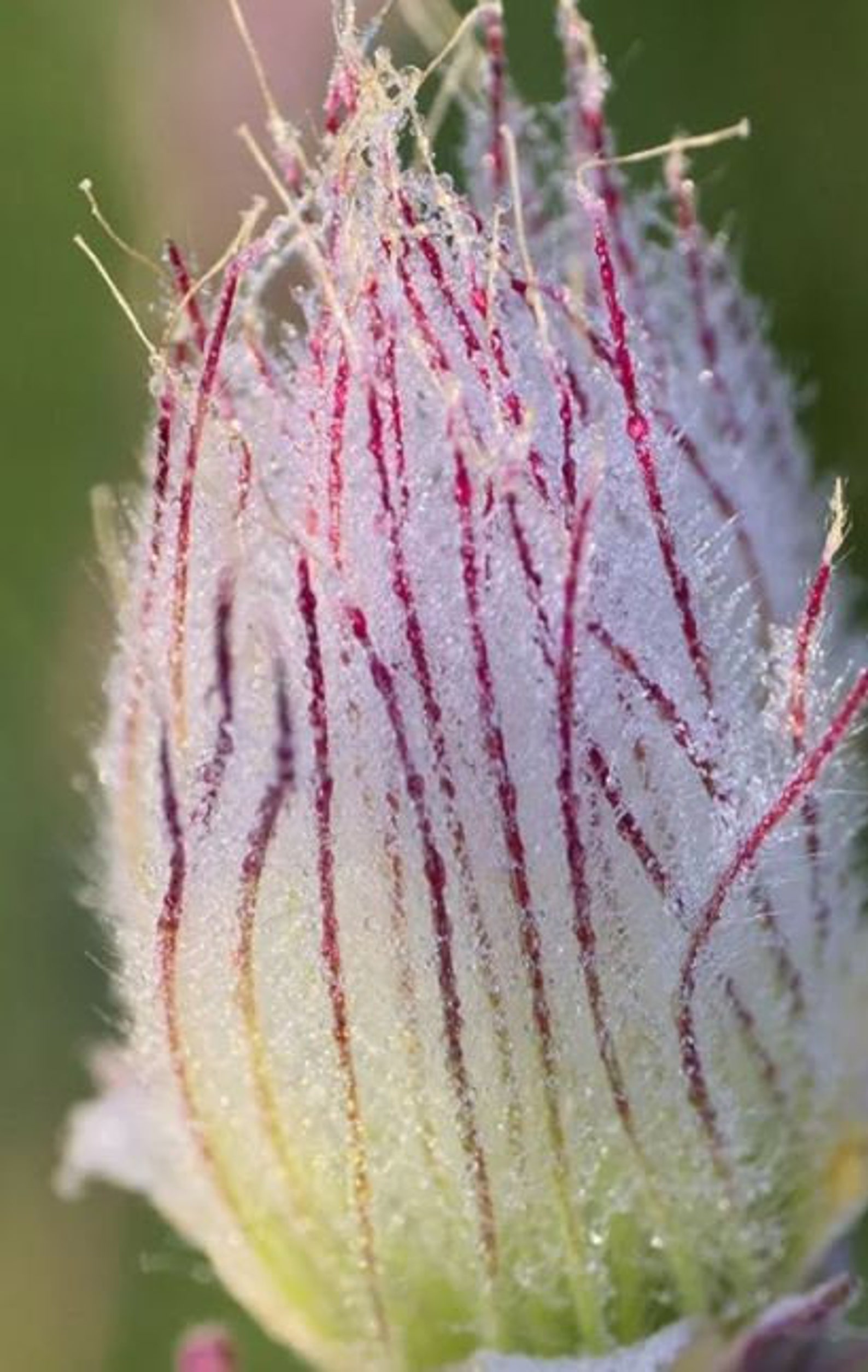 Prairie Smoke geum Triflorum Flowers Perennial Zone 3-8 U S A Seller ...