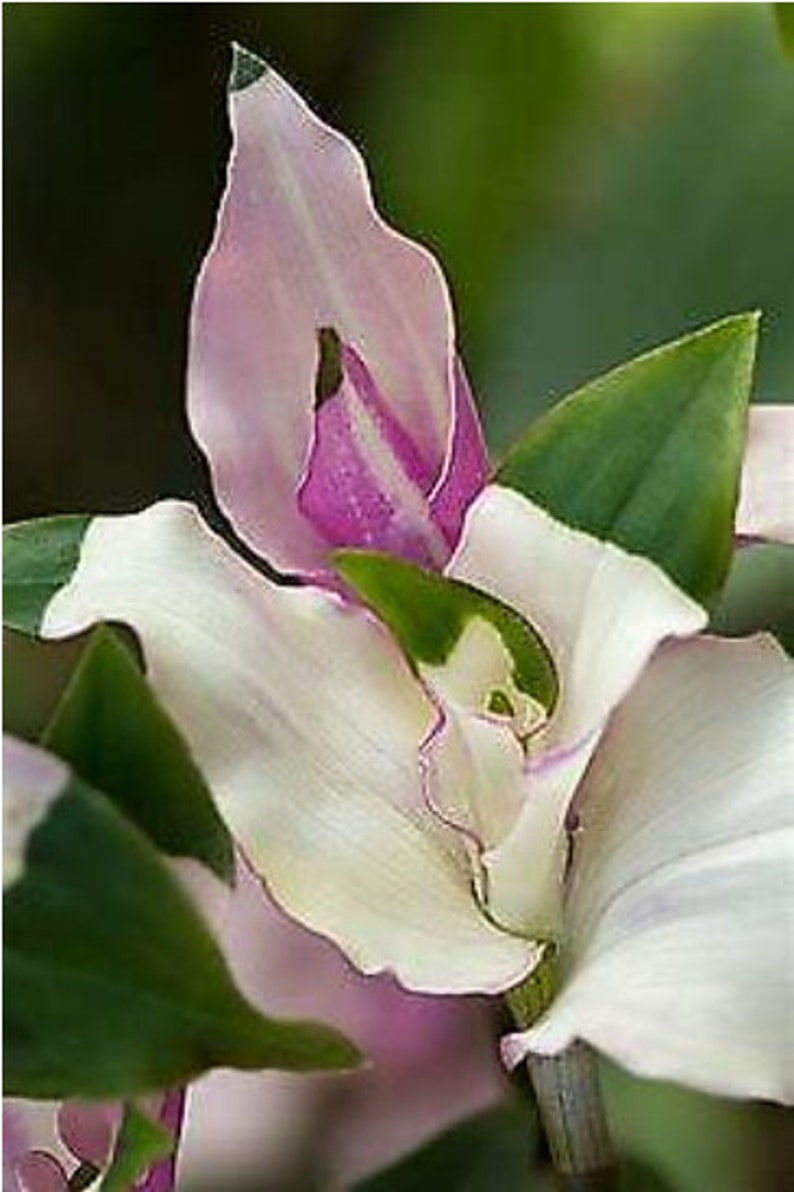 Blushing Bride Tradescantia Houseplants Live Plant in Pot - Etsy